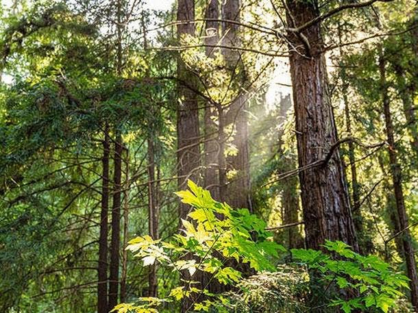 HP Pledges $80 Million For ‘Holistic’ Forest Conservation And ...